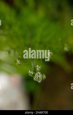 Climbers are plants with a tender stem which grow with the help of ...