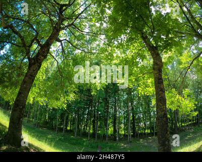 Wide angle landscape of fresh green summer leaves Stock Photo - Alamy