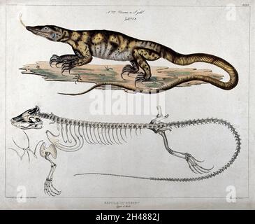 An 18th-century scientific illustration from Bloch's work showing fish ...