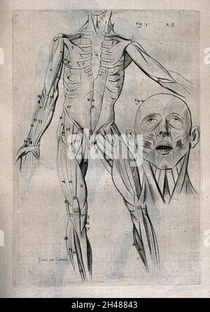 Muscles of the head and neck: an écorché figure seen from behind ...