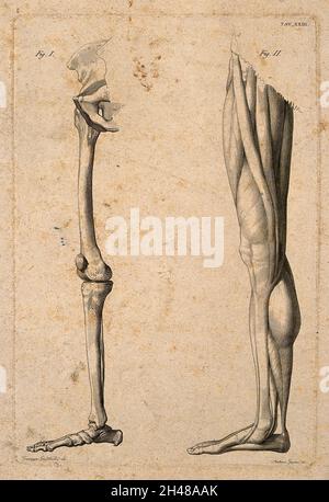 Muscles of the lower leg: two figures of écorché legs and feet ...