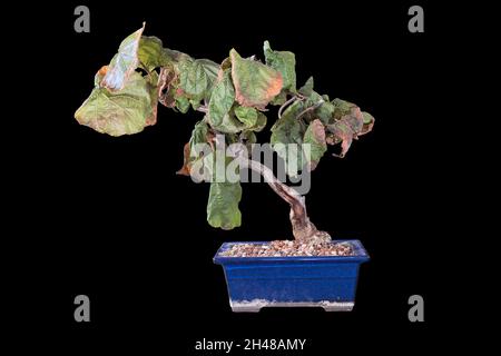 Common hazel (corylus avellana) bonsai on a wooden table and white ...