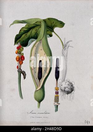 Botanical illustration of Arum maculatum (cuckoo pint) from 1497–1500 ...