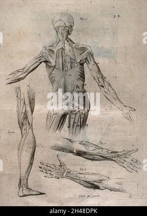 A standing écorché figure, seen from behind, showing the bone structure ...