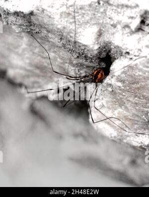 A black spider crawling on the rock Stock Photo - Alamy
