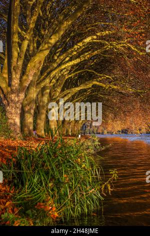 Colorful plane tree tunnel in autumn over Lake Baldeney, Essen, Ruhr ...