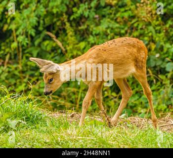 Juvenile Roe Deer Surprised on Slopes of Cotswold Hills Stock Photo - Alamy
