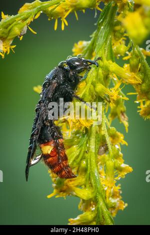 Two-spotted Scoliid Wasp (Scolia dubia dubia Stock Photo - Alamy