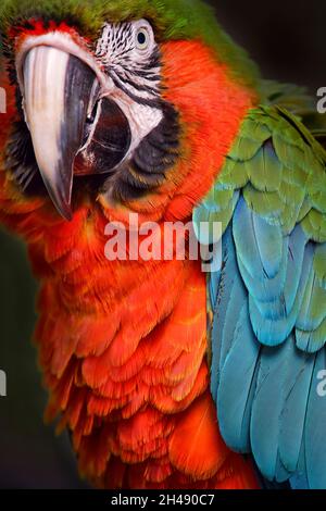 Harlequin macaw (hybrid macaw) - Ara ararauna x Ara chloropterus Stock ...