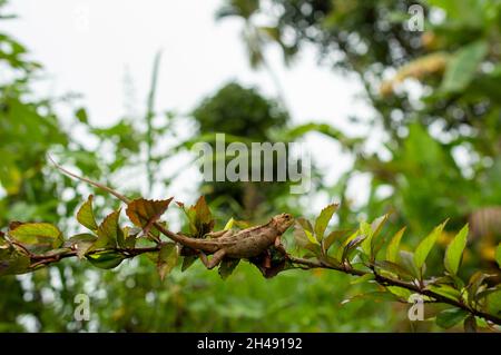 Chameleons are distinguished by their zygodactylous feet, their swaying ...