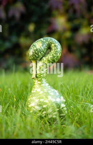 yellow pumpkin in green grass, autumn harvest time, autumn nature Stock ...