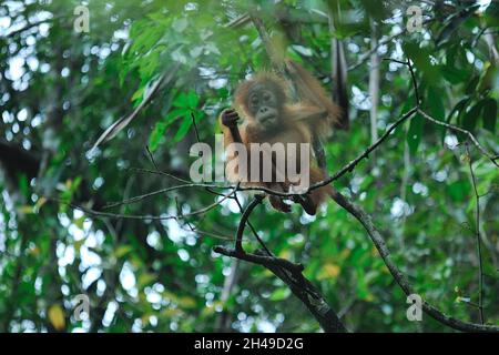 Indonesia. Sumatra. Mount Leuser National Park. Rainforest Stock Photo ...