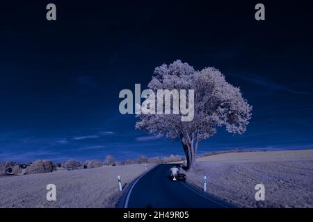 Infrared 720nm landscape with glowing white vegetation, surreal ...