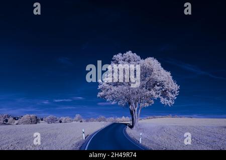 Infrared landscape with glowing white vegetation using 720nm filter ...