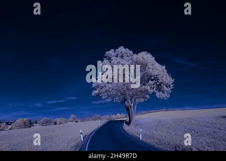 Infrared 720nm landscape with glowing white vegetation, surreal ...
