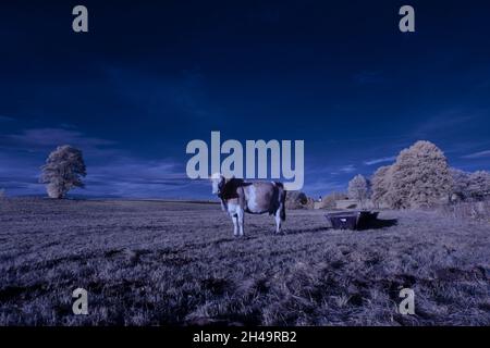 Infrared landscape with glowing white vegetation using 720nm filter ...