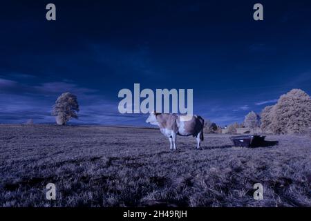Infrared 720nm landscape with glowing white vegetation, surreal ...