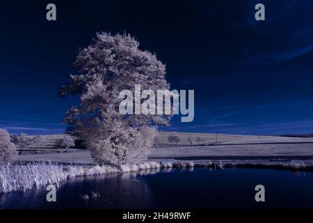 Infrared 720nm landscape with glowing white vegetation, surreal ...