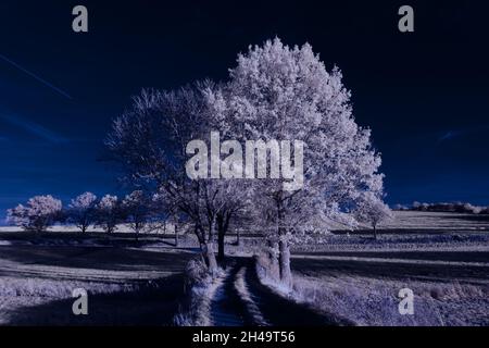 Infrared 720nm landscape with glowing white vegetation, surreal ...