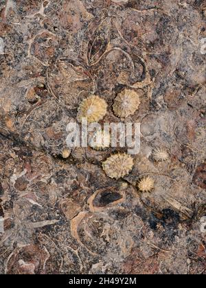 Shell fossils in Jurassic rocks, Skinningrove North Yorkshire Stock ...