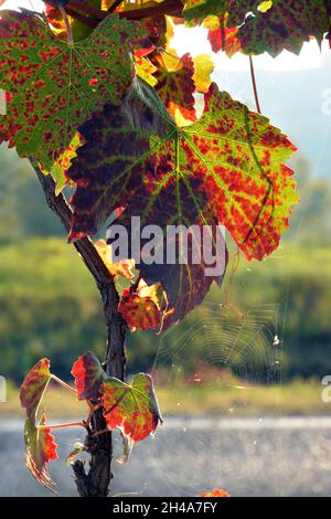 Colorful grapevine tree leaves in autumn season Stock Photo - Alamy