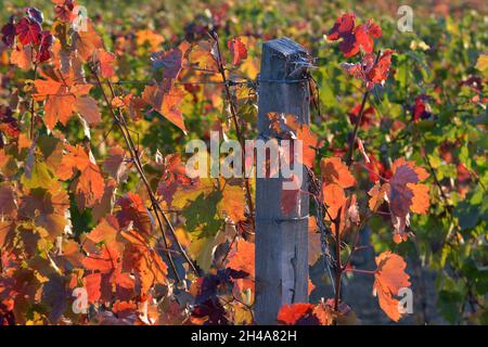 Colorful grapevine tree leaves in autumn season Stock Photo - Alamy