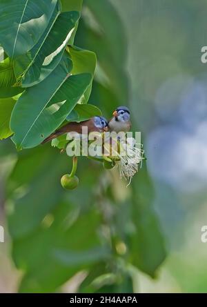 Grey-headed Parrotbill Paradoxornis gularis transfluvialis adult ...