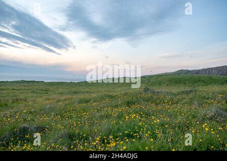 Landscape of grassy dandelion meadow on Grimsey Island Stock Photo - Alamy