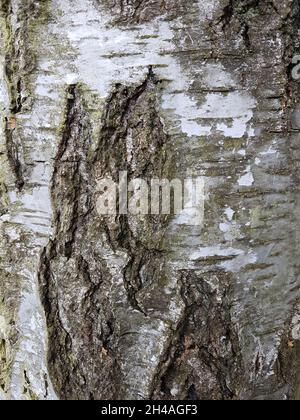 Vertical shot of tree bark texture Stock Photo - Alamy