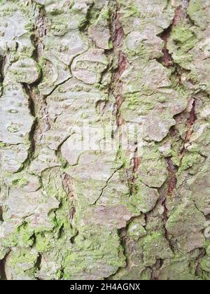 Vertical shot of a wet tree bark texture Stock Photo - Alamy