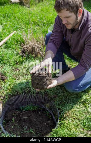 Hand of gardener holds seedling of small plant n her hands inside a ...