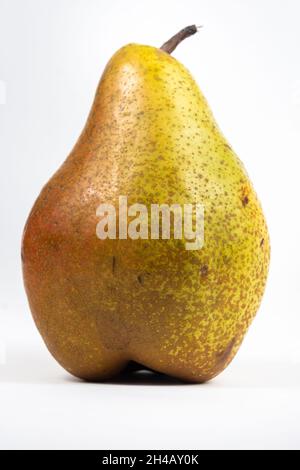 Large pear tree on white isolated background Stock Photo - Alamy
