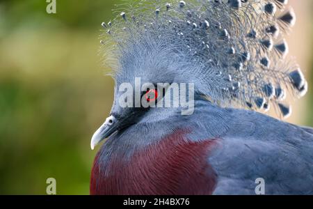 Fan-tailed Pigeon, Fan-tailed Pigeon, Victoria Crowned Pigeon, Victoria ...