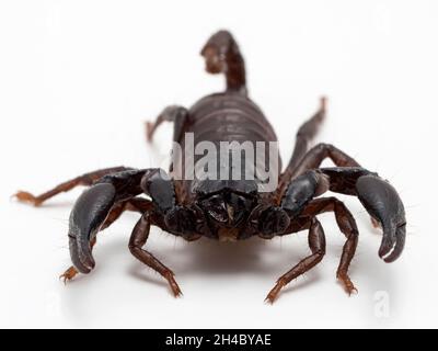 Juvenile Asian forest scorpion (Heterometrus species) on a banana leaf ...