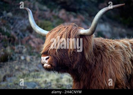 Highland coo on the Isle of Skye Stock Photo - Alamy