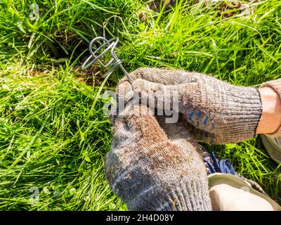 Gardener sets up mole trap in runway using metal hooks. Placing ...