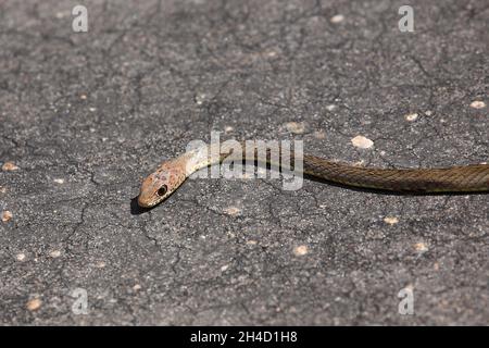 Olive sand snake (Psammophis mossambicus Stock Photo - Alamy