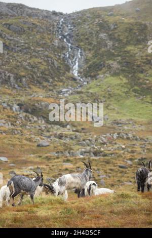 Wild, long-horned Welsh mountain goats roaming & grazing at the base of ...