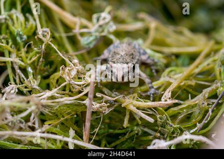 A tiny baby frog or froglet, Painted Frog, Discoglossus pictus, resting ...