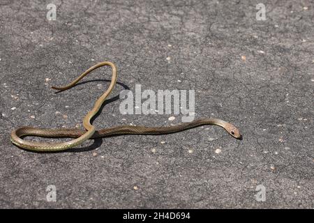 Olive sand snake (Psammophis mossambicus Stock Photo - Alamy