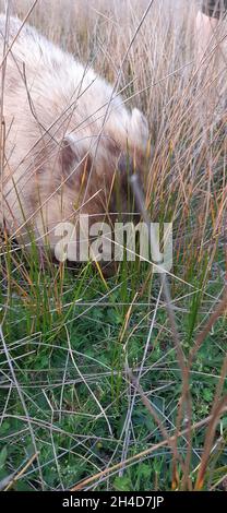 blonde wombat, Golden wombat, blonde wombat Having a feed, in a fled ...