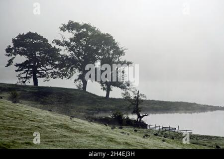 Misty morning Esthwaite Water near Hawkshead the Lake District Cumbria ...
