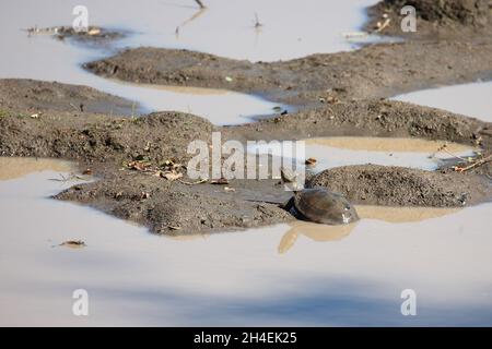 Starrbrust-Pelomeduse / Marsh or Helmeted turtle / Pelomedusa subrufa ...