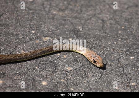 Olive sand snake (Psammophis mossambicus Stock Photo - Alamy