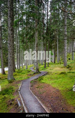 A foot path curving into the pine forest in the scottish highlands ...