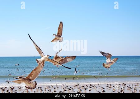 Zahlreiche Möwen am Strand von Espinho, Portugal Stock Photo - Alamy
