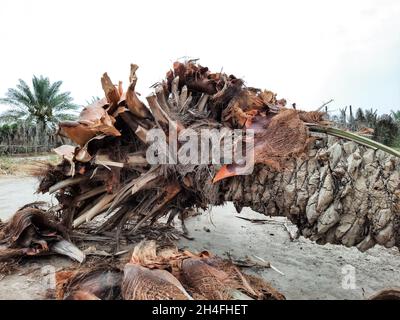 Broken dead damaged palm tree on the sand under a blue cloudy sky ...