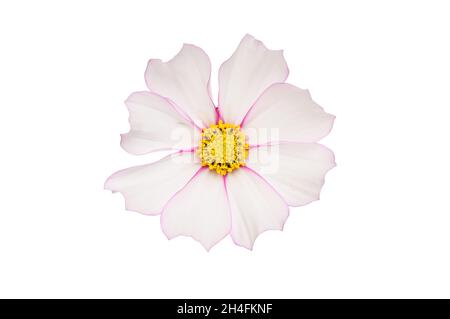 Cosmos flower with white petals fringed with red isolated against white ...