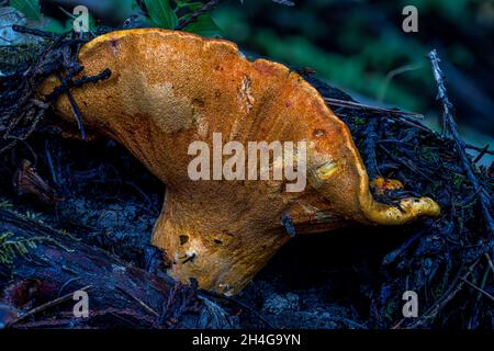 Lobster mushroom (Hypomyces lactifluorum) spores under the microscope ...