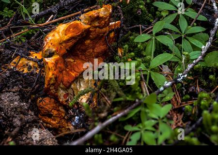 Lobster mushroom (Hypomyces lactifluorum) spores under the microscope ...